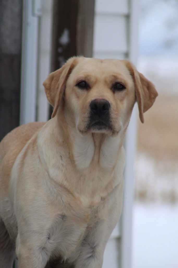 Females - Michigan Elite Labradors