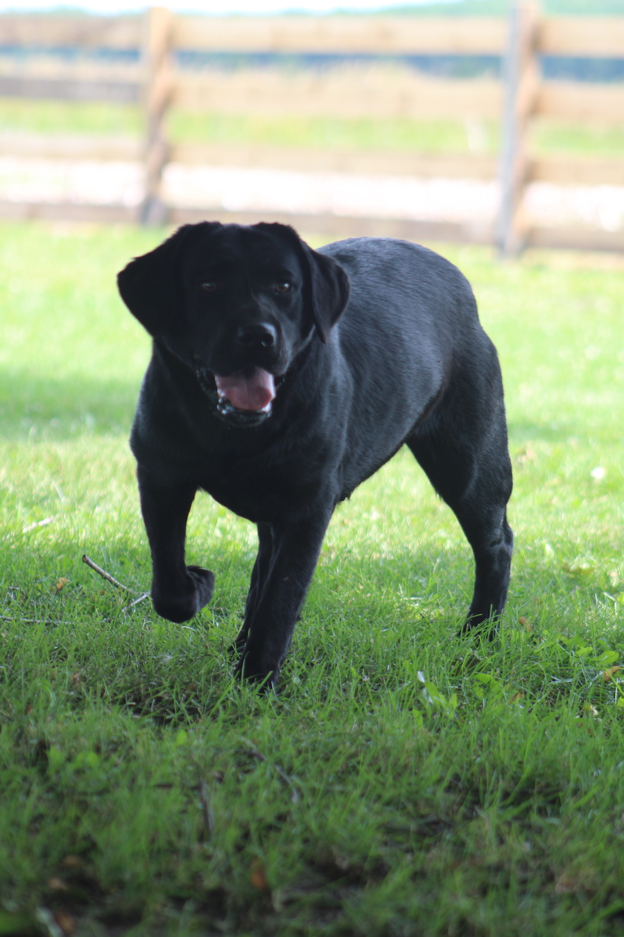 Females - Michigan Elite Labradors