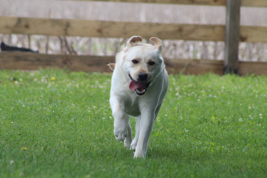 Females - Michigan Elite Labradors