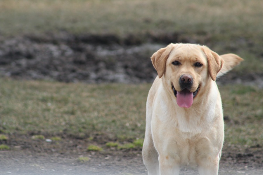 Females - Michigan Elite Labradors