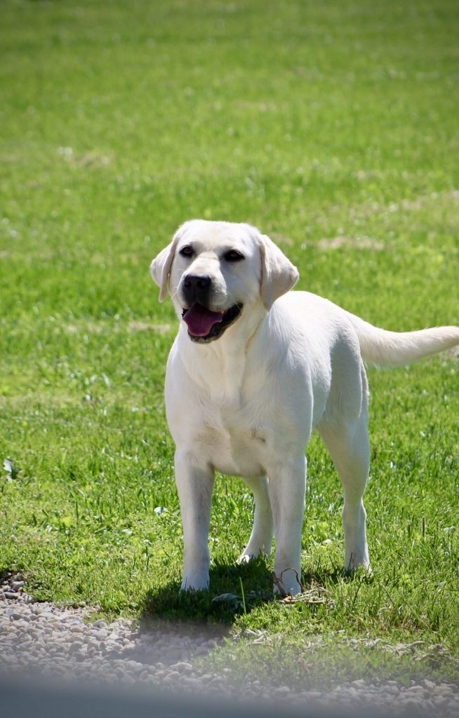 Females - Michigan Elite Labradors