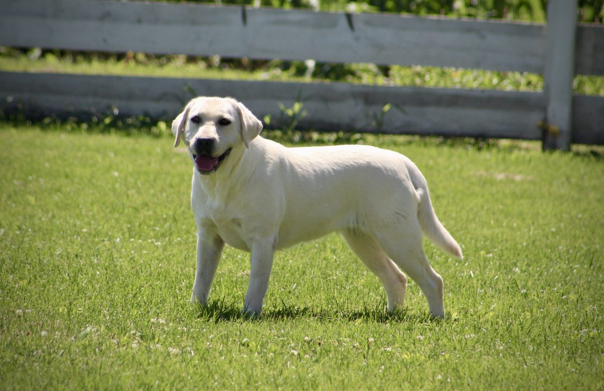 Females - Michigan Elite Labradors