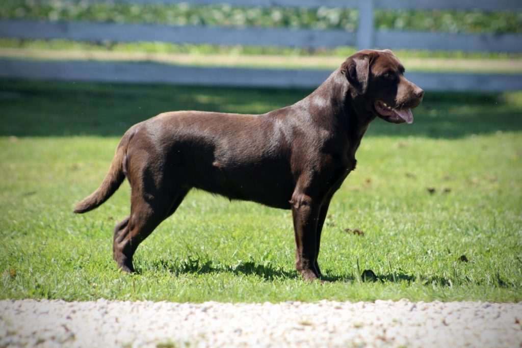 Females - Michigan Elite Labradors