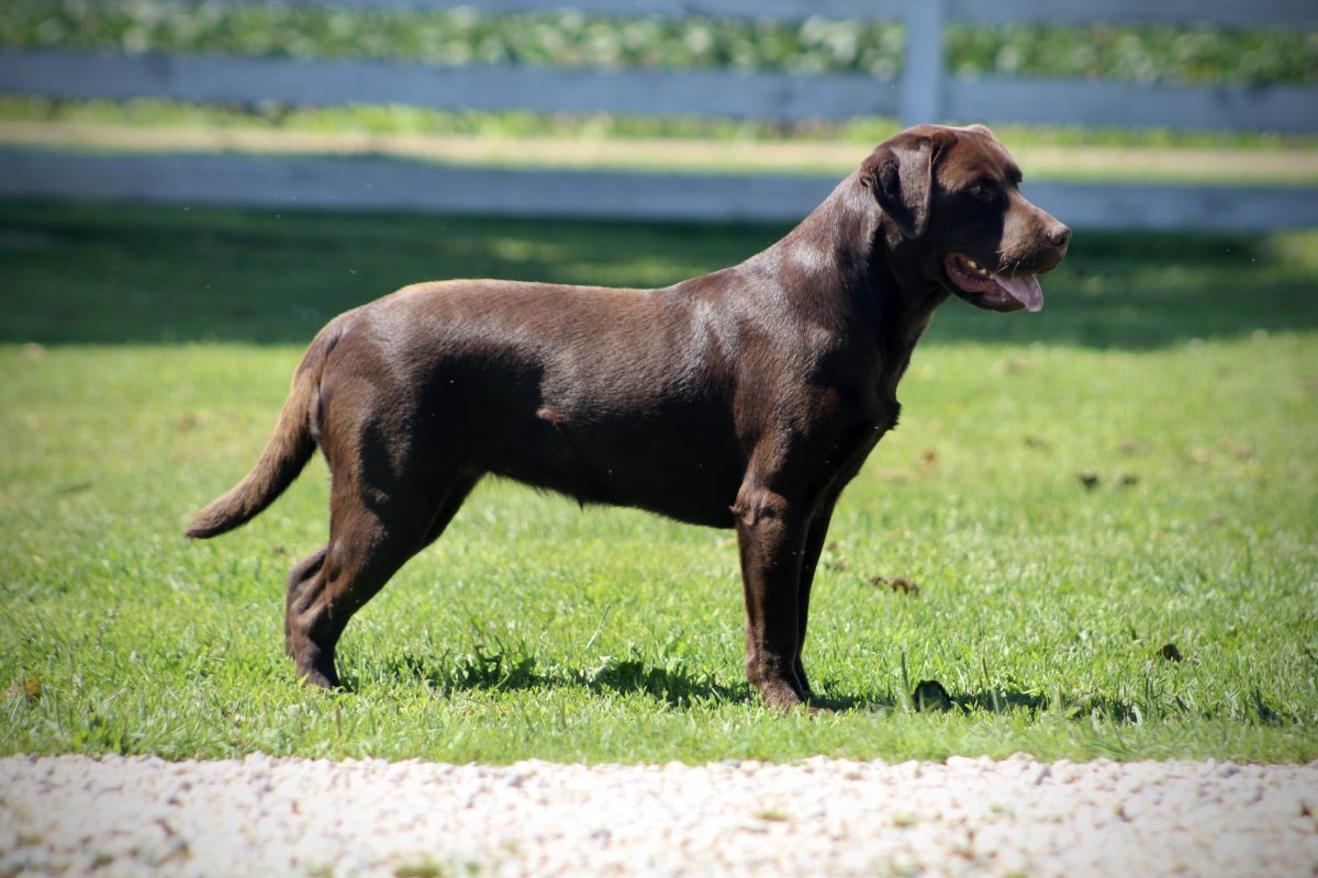Females - Michigan Elite Labradors